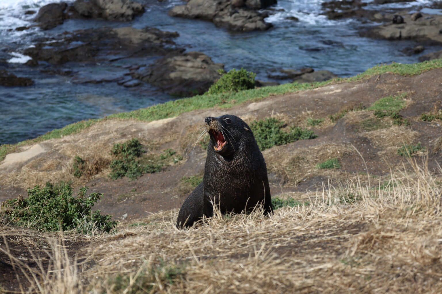 Neuseeland Tiere Gefahrlich