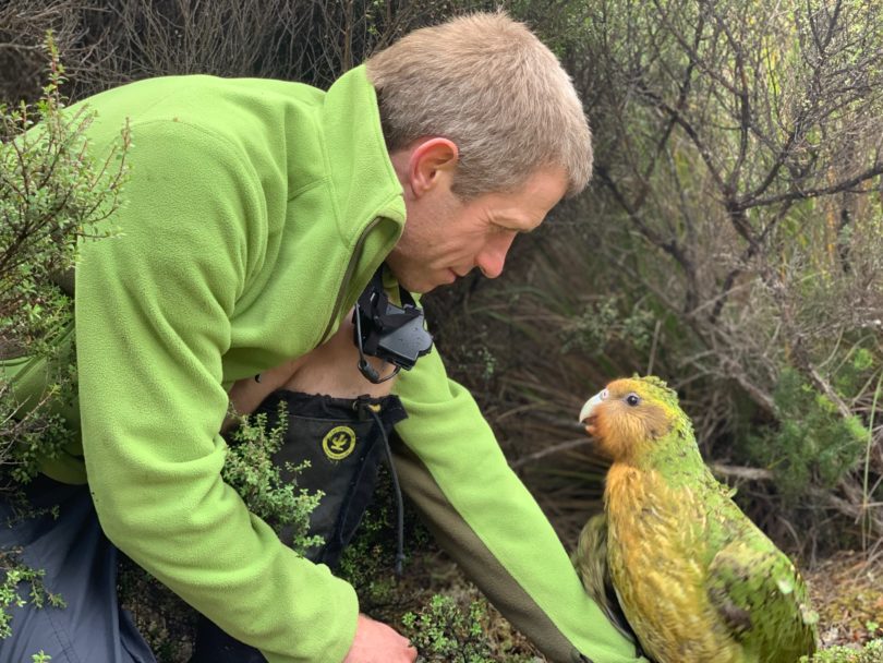 Ein Kākāpō: DIE Geschenkidee für Neuseeland-Fans! | weltwunderer